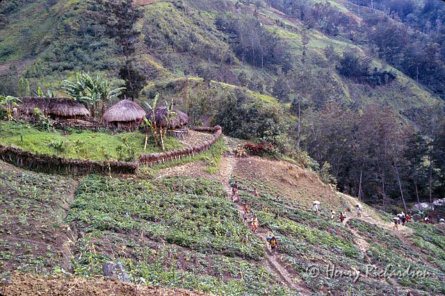 West Papua New Guinea (Irian Jaya)/group-4